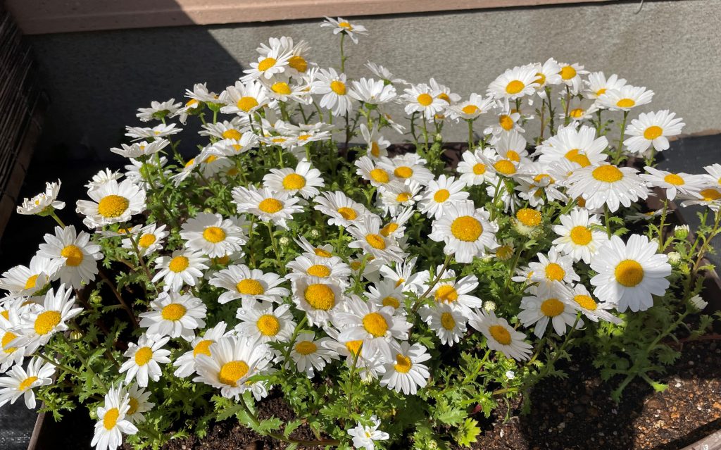 放課後等デイサービス | NPO法人walea